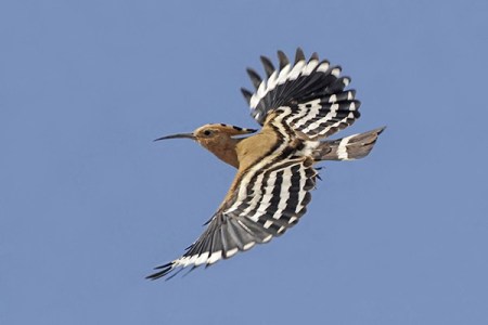 Birds: Hoopoe | Henry E. Hooper