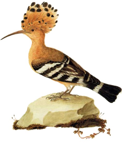 Birds: Hoopoe | Henry E. Hooper