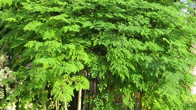 Trees: Moringa | Henry E. Hooper