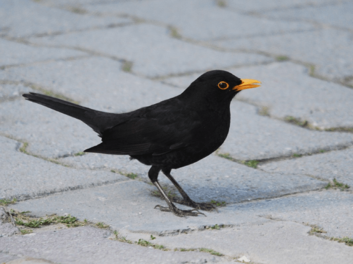 Birds of France | Henry E. Hooper