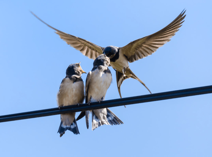 Birds of France | Henry E. Hooper