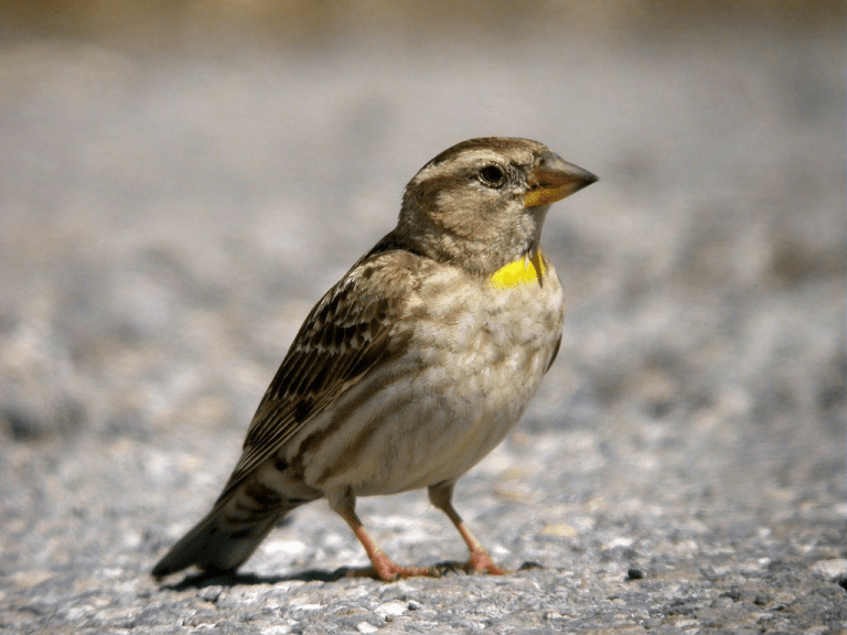 Birds of France | Henry E. Hooper