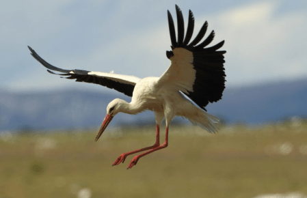 Birds of France | Henry E. Hooper