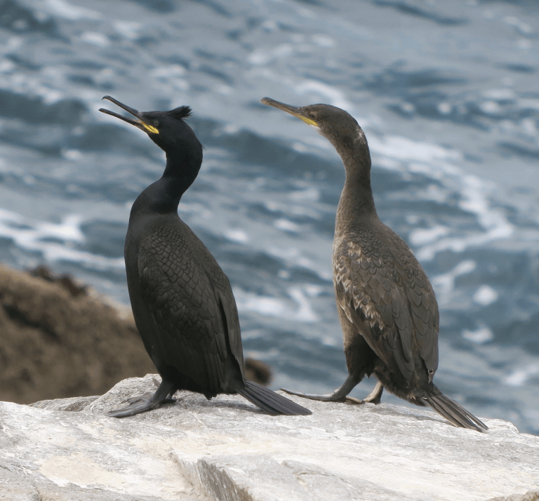 Birds of France | Henry E. Hooper